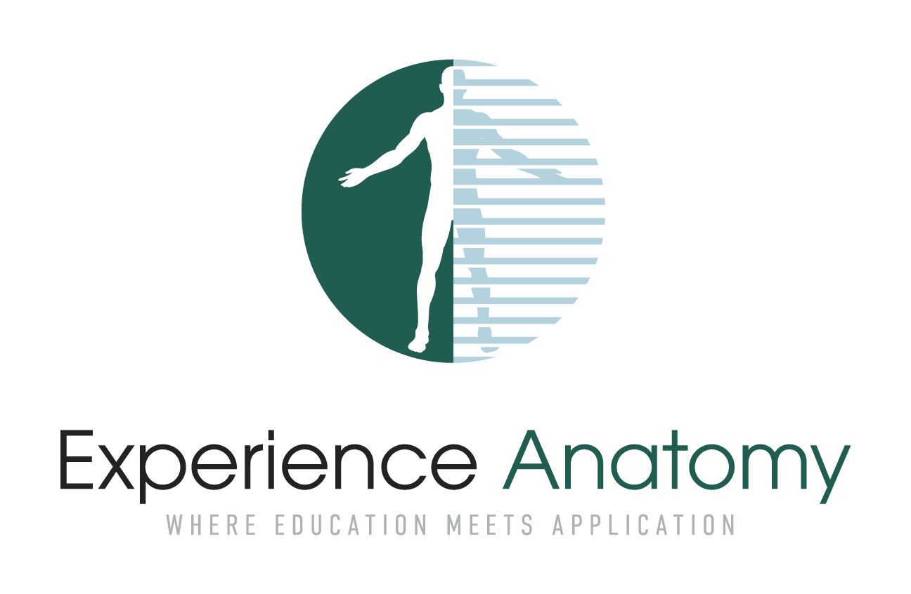 Experience Anatomy